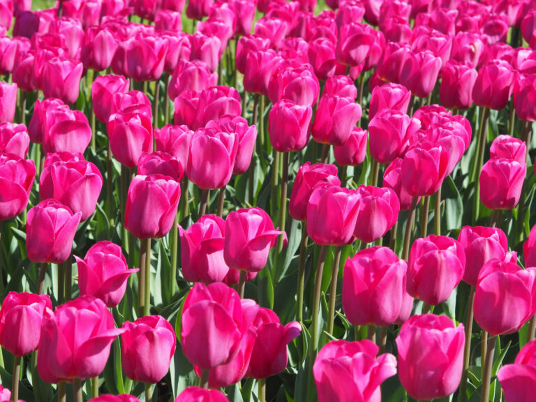 Tulipano: caratteristiche, coltivazione e cura