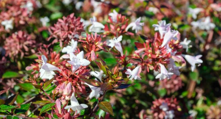 11 cespugli fioriti perenni da piantare in giardino